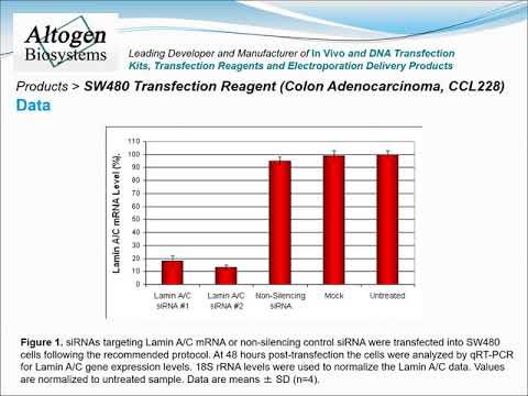 Altogen Biosystems SW480 Transfection Reagent