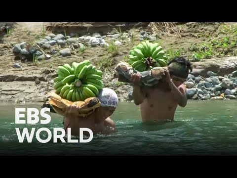 1t Banana Rail Pulled Manually! | How Bananas Are Exported | Banana Plantations in the Philippines
