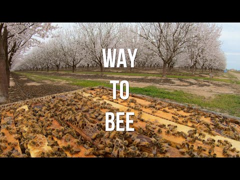 Busy Bees - American Grown: My Job Depends On Ag