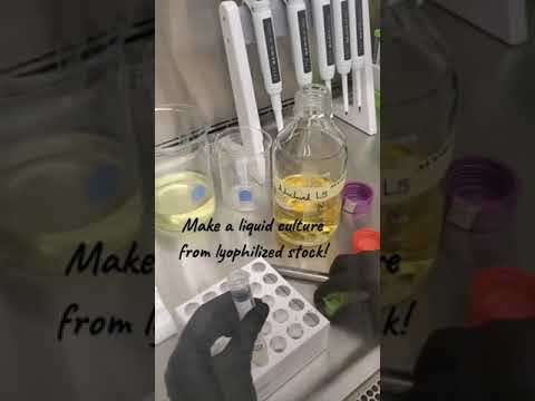 Let's make an E. Coli plate!