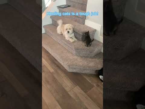 Herding Cats