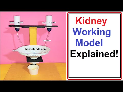 kidney working model explained in english | urinary system | howtofunda @craftpiller