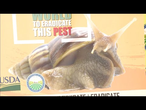 Florida eradicates invasive African land snail, officials say