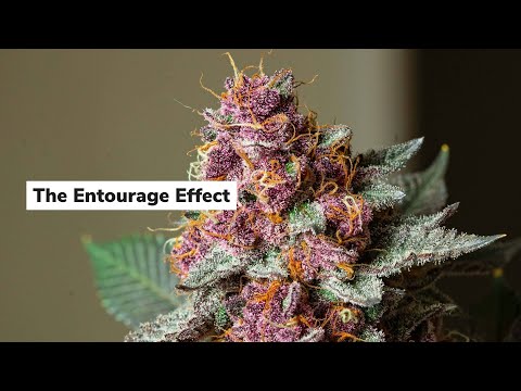 The Entourage Effect | Discover Marijuana