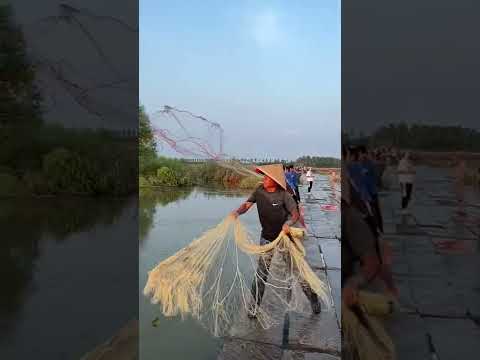 Best cast net fishing Catching big fish with cast Net fishing