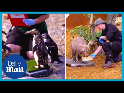 Penguins, rhinos, aardvarks and more animals! | ZSL Whipsnade Zoo