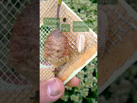 Chinese mantis ootheca vs carolina mantis ootheca
