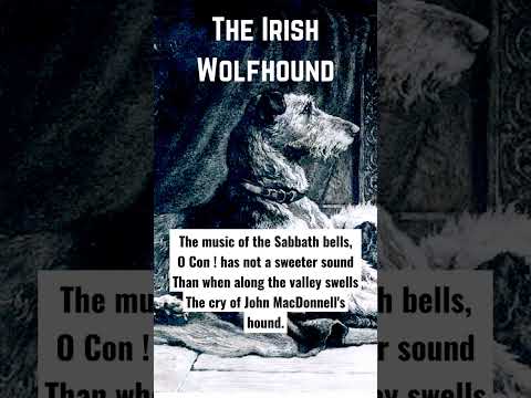 Irish Wolfhound ancient Irish #poetry #shorts #dogs