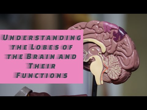 UNDERSTANDING the Lobes of the Brain and Their Functions