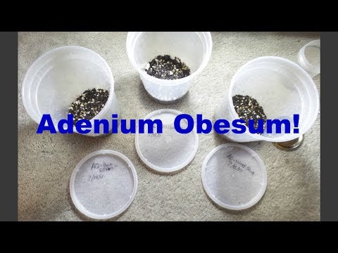 Planting 3 Types of Adenium Obesum Seeds