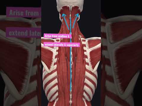 15s #anatomy-deep muscle group EXPLAIN➡️ splenius erector spinae transversospinalis muscle #shorts