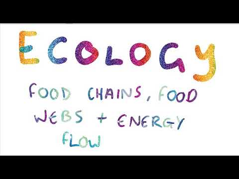 CCEA GCSE Biology ecology food chain and food webs and energy flow