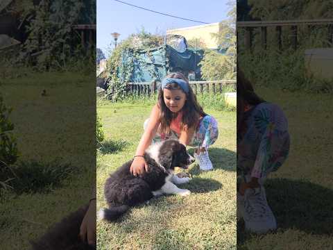 karakachan puppies playing!!