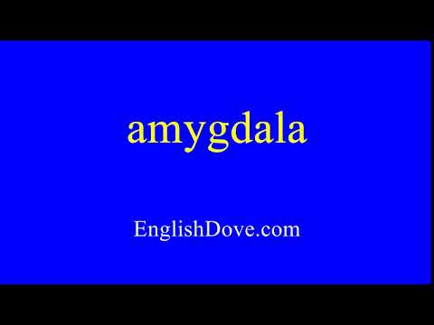How to pronounce amygdala in American English.