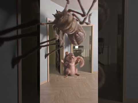 DON'T BE AFRAID! (Spider vs Squirrel)