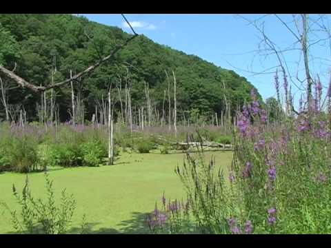 Invasives, What are They?
