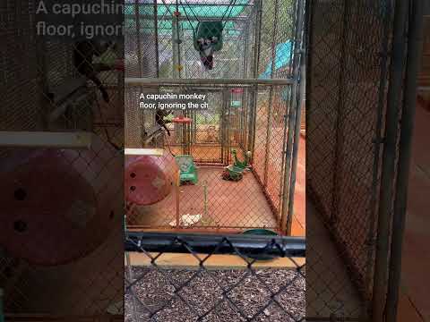 Can this home for apes and monkeys count as a sanctuary?