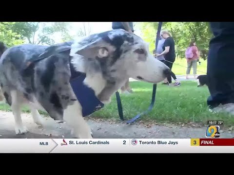 Corridor Corgi Club hosts 3rd annual Corgi Races