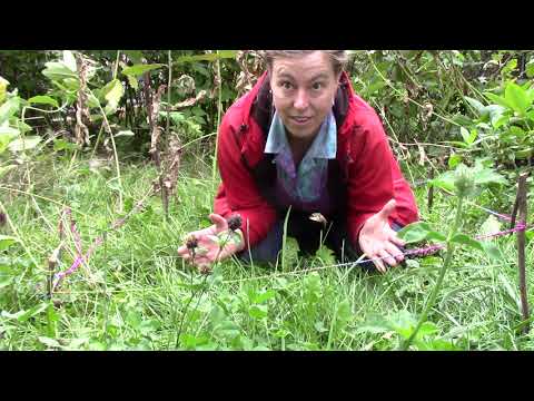 Making a Quadrat in your Backyard