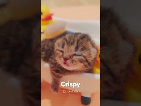 ❤️Baby Kitten Crispy - #funny #cute #cat #memes #luckypaws #love