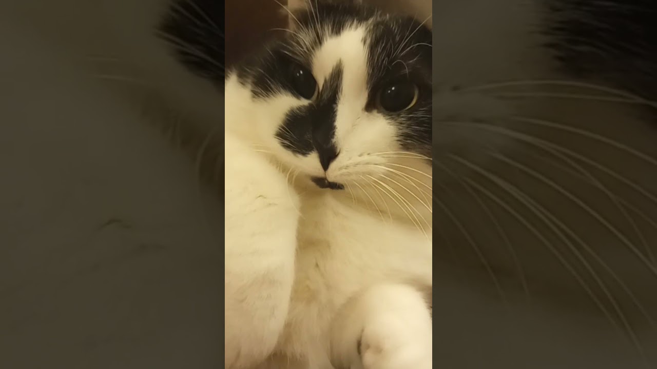 Derpy kitty #derp #cat #funny #meme