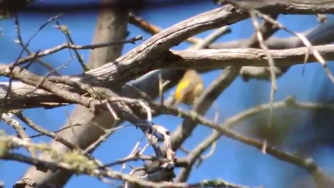 Colima Warbler (Oreothlypis crissalis) Singing Calling Preening Colima Trail