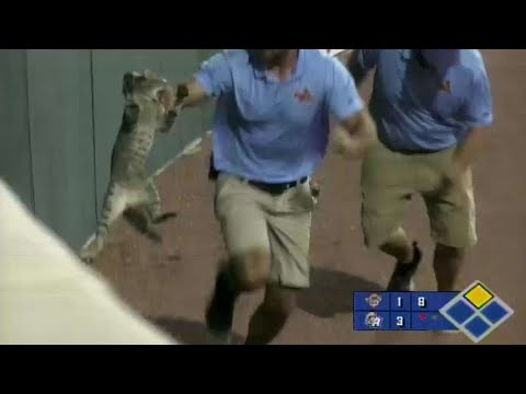 Cat scampers around outfield in San Antonio