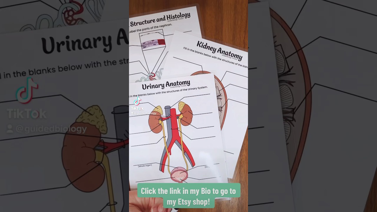 Reusable Urinary Worksheets, link in bio. #anatomy #physiology #premed #anatomyandphysiology