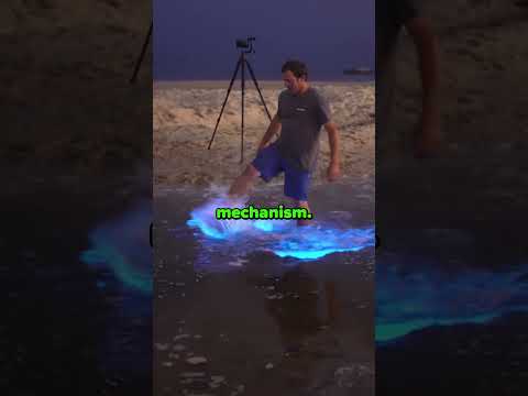 The Truth Behind Glowing Water at Night 😮