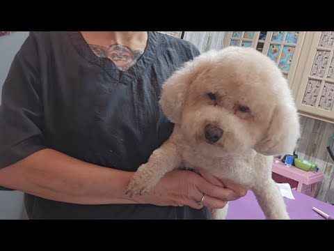Bichon Poodle mix, dog grooming, haircut