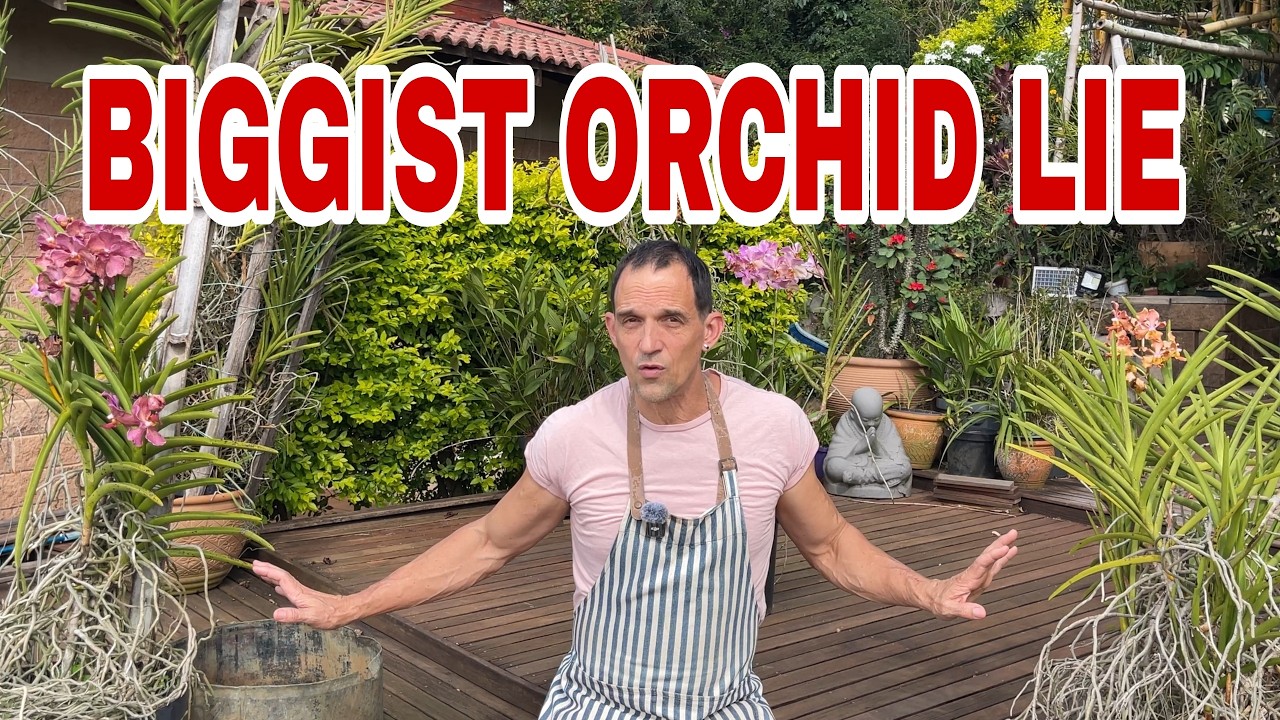 The Biggest Lie in Orchid Growing: ‘Never Pot Vandas’