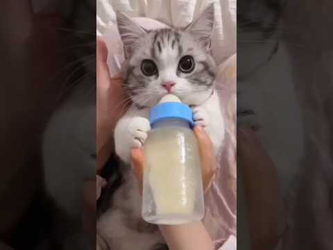 dudu pienge Ham to Dudu cat #cat video shorts# viral #cute #funny #catlover