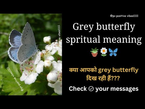 @PVPositiveVibes1111 Grey Butterfly क्यों दिख रही हैं!! why are you seeing GREY BUTTERFLY🦋🌸