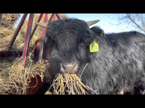 Highland calves in the weaning pen