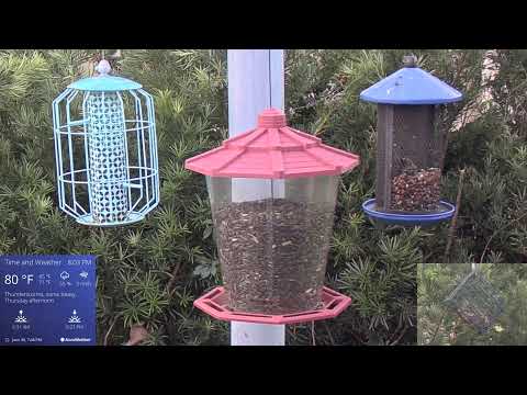 Orlando Florida Bird Cam WD 06/30/2025