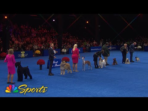 National Dog Show 2024: Best in Show (Full Judging) | NBC Sports