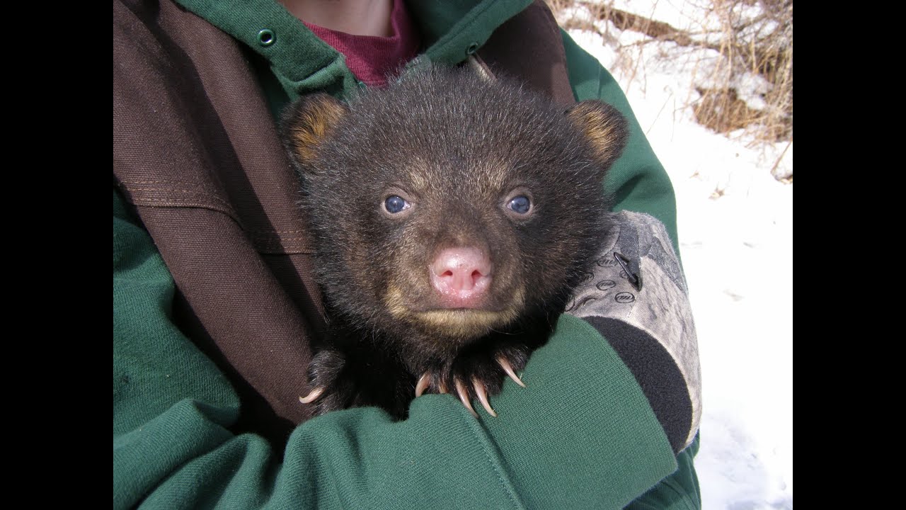 MassWildlife Black Bear Research: Den Checks