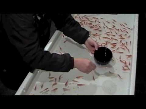 Japanese Goldfish Catching Game – Kingyo Sukui « Samurai Dave: The ...