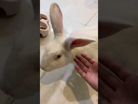 Why does this rabbit's tail look like a fox's? #pet