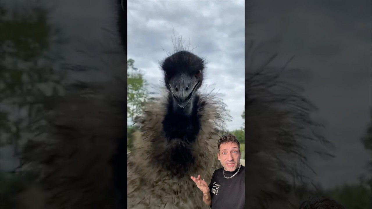 The Emu is built different