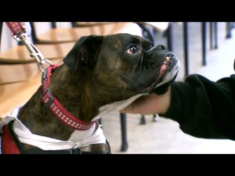 Therapy dogs: Researchers studying mental health benefits