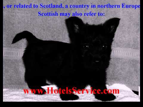 scottish surnames - See trends info