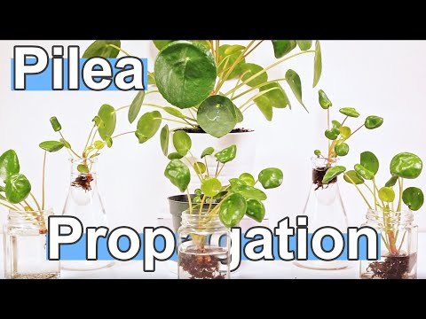 How To Propagate Pilea Peperomioides ( Chinese Money Plant )
