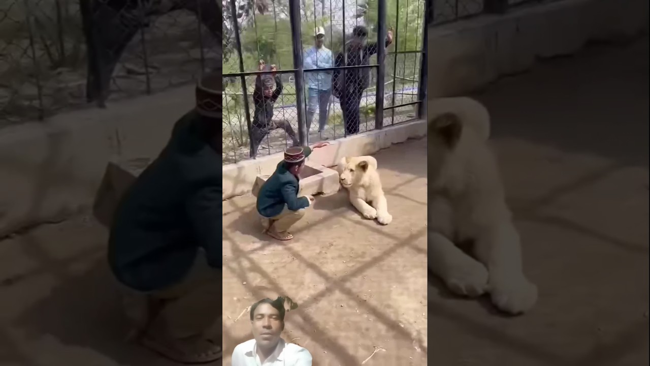 Lion attack the neck of the kid#lion #lionhub #shorts