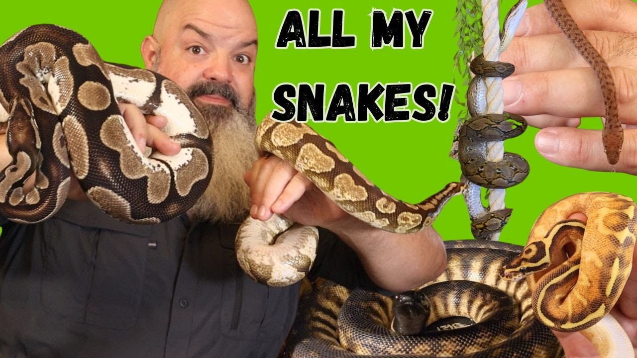 Complete Snake Tour with Updates on EVERYONE