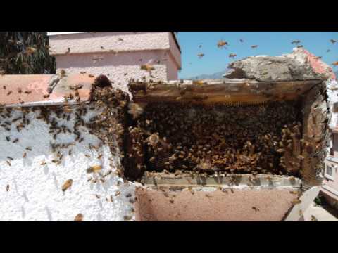 Remove Bee Hive – Houston TX – 713-551-6320 – Bee Removal Houston