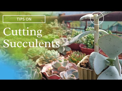 Tips on Succulent cuttings🌿🌱