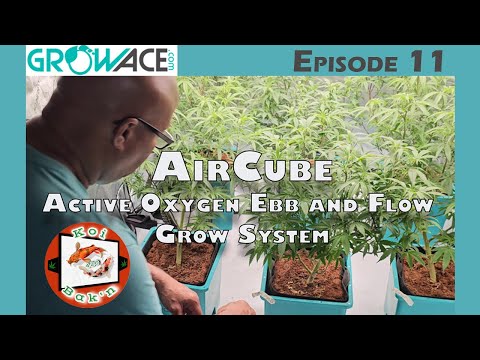 Growace | AirCube Active Oxygen Ebb and Flow Grow System | Ep 11