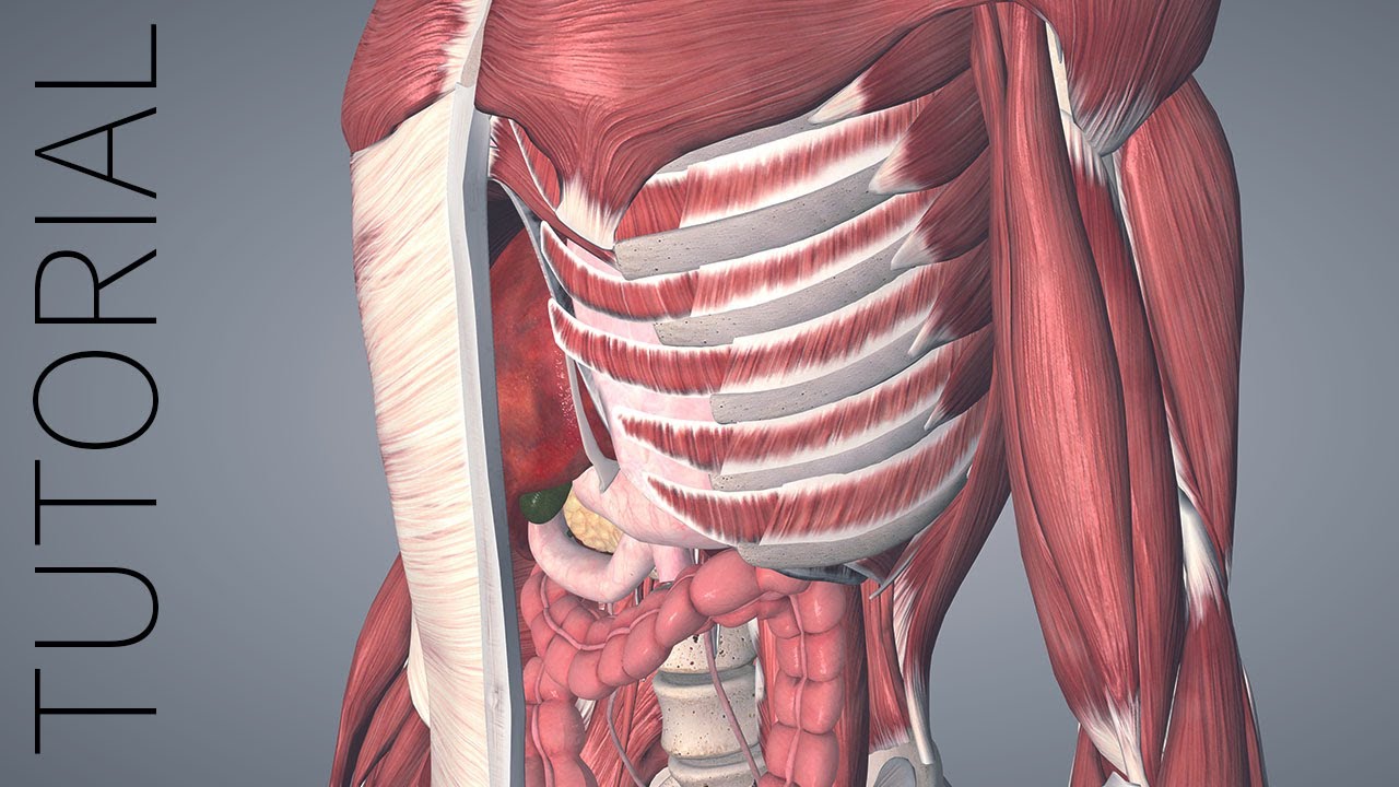 Multiple Selection - Essential Anatomy 5 Tutorial