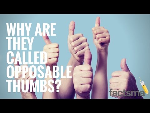 Why are they called opposable thumbs?